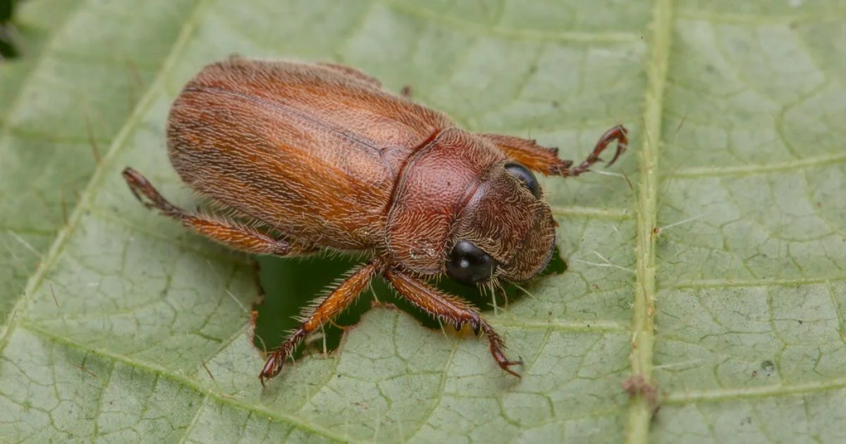 วิธีกำจัด ด้วงกุหลาบ: บอกลาศัตรูร้ายของกุหลาบ